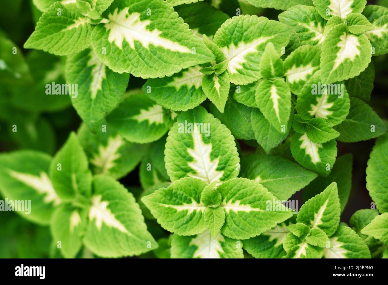 Natural background - green and white Coleus leaves Stock Photo - Alamy
