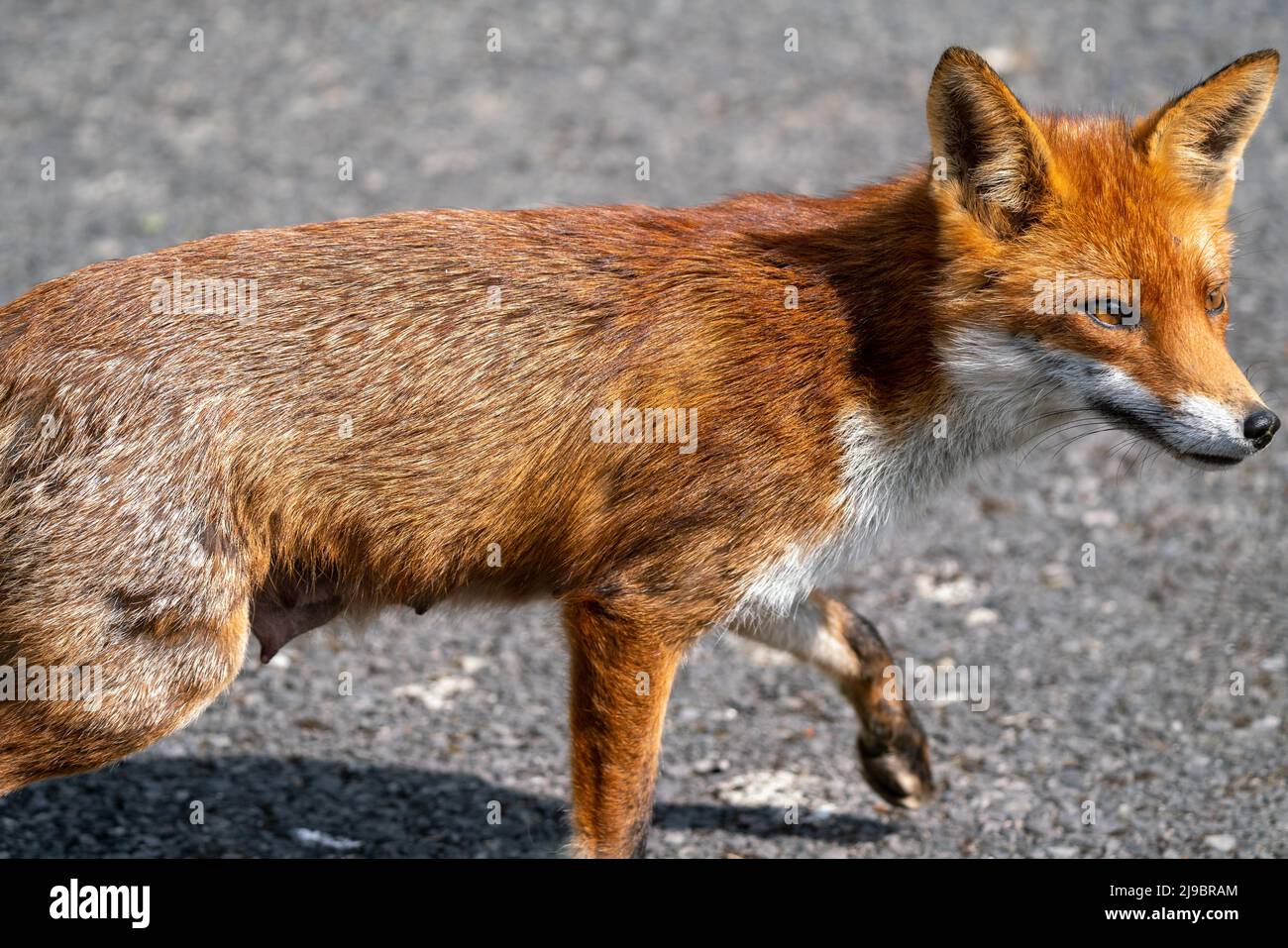 Fox road close up hi-res stock photography and images - Alamy