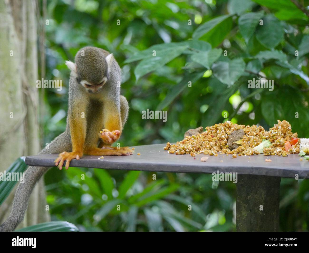 Squirrel monkey eating food. Squirrel monkeys are New World monkeys of ...