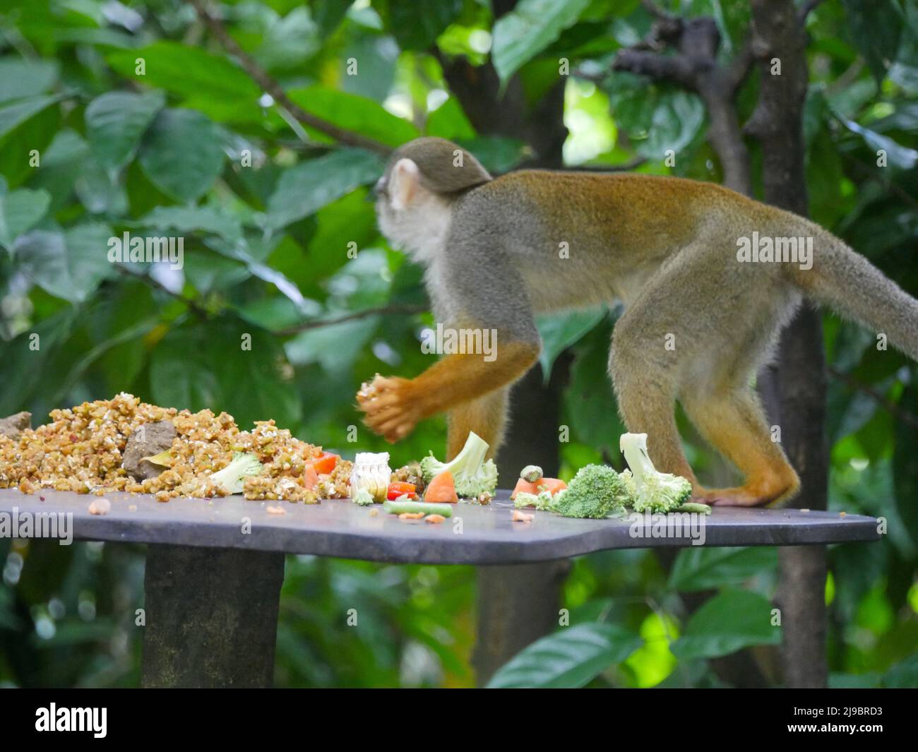Squirrel monkey eating food. Squirrel monkeys are New World monkeys of ...