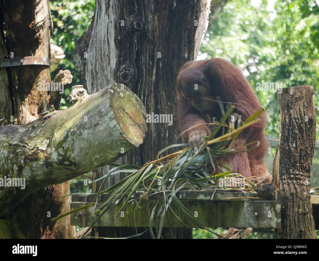 Sumatra orangutan hi-res stock photography and images - Alamy