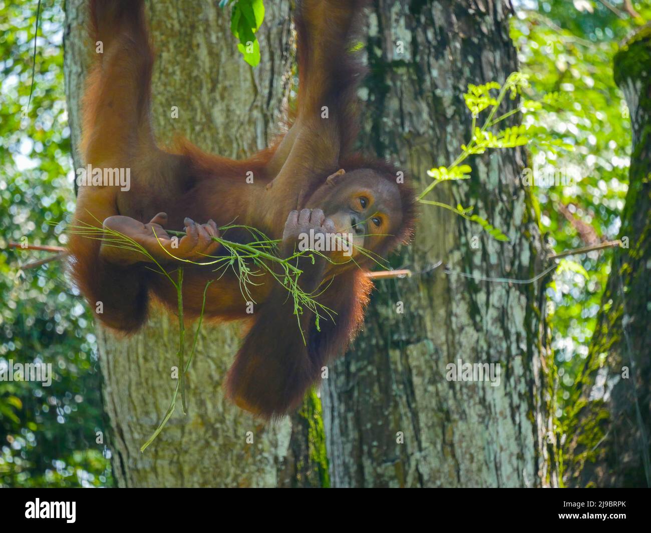 Sumatra orangutan hi-res stock photography and images - Alamy
