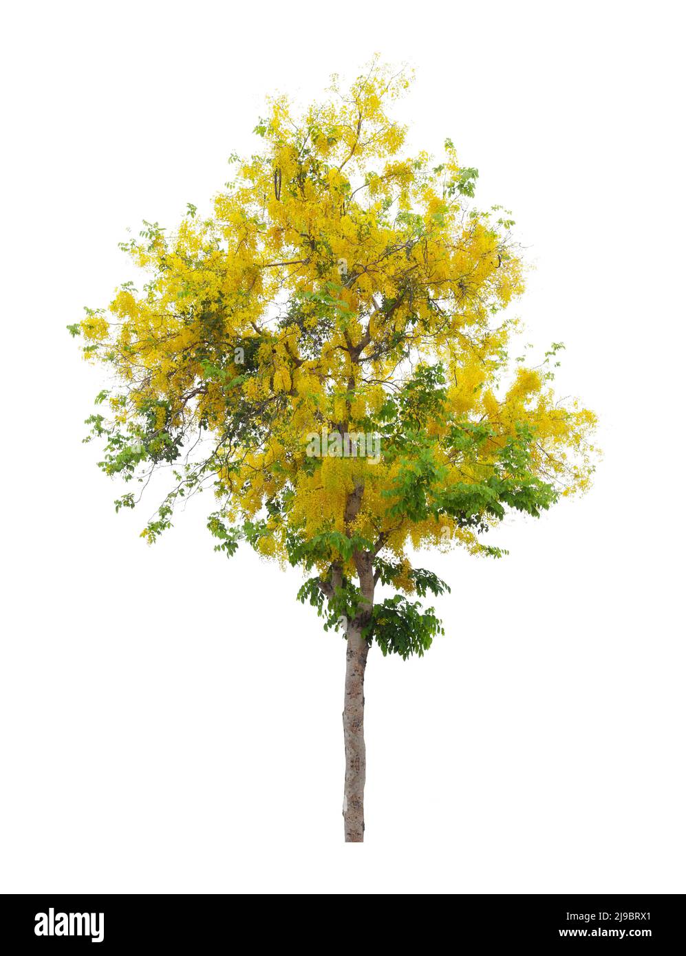 The Cassia fistula tree or Golden shower National tree of Thailand and isolated on white ...