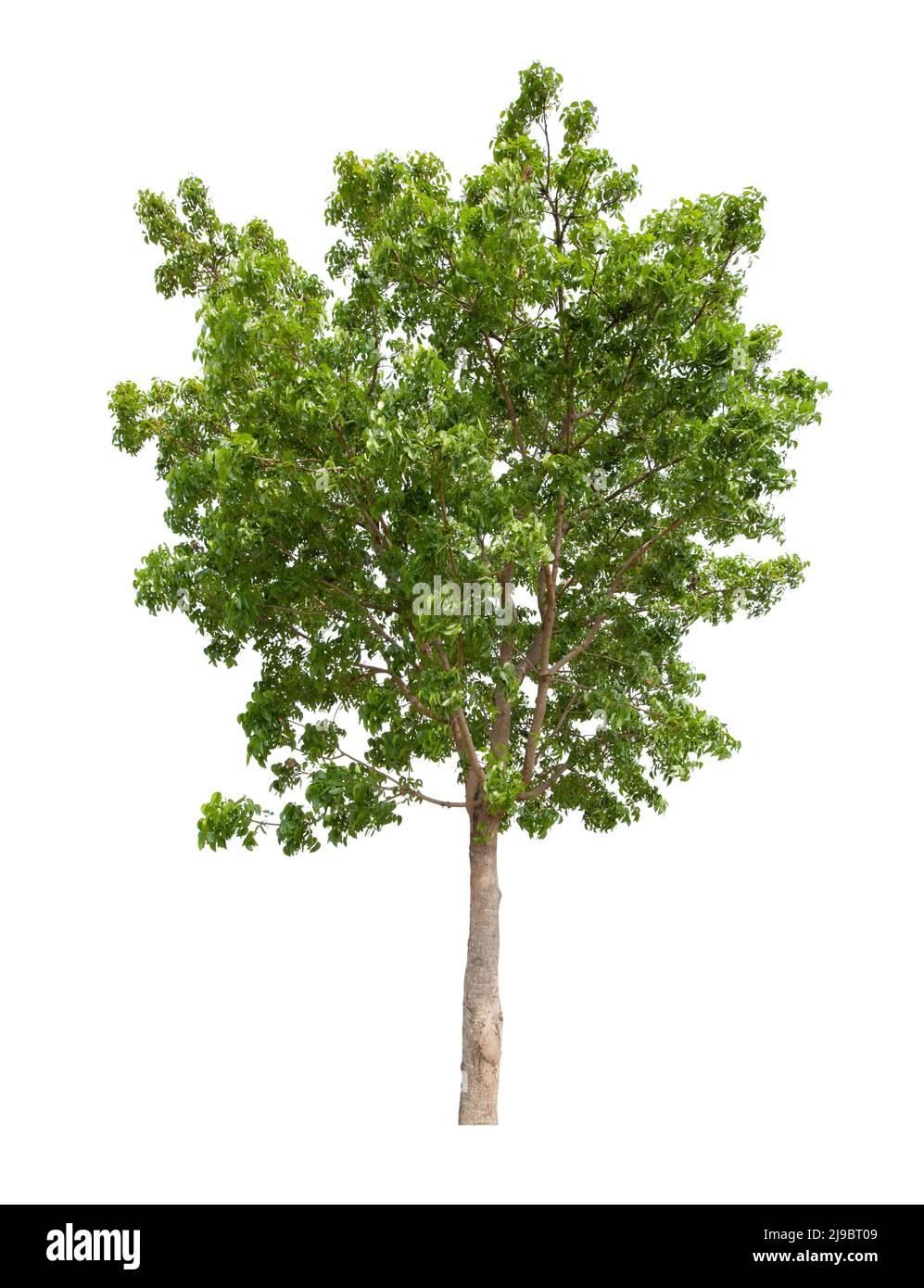 The Single Tree isolated on white background, With Clipping path Stock ...