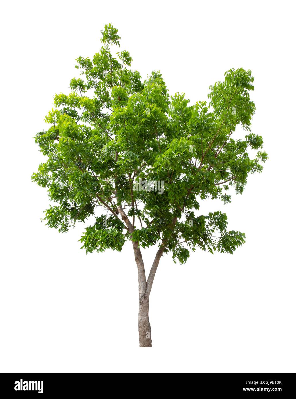 The Single Tree isolated on white background, With Clipping path Stock ...
