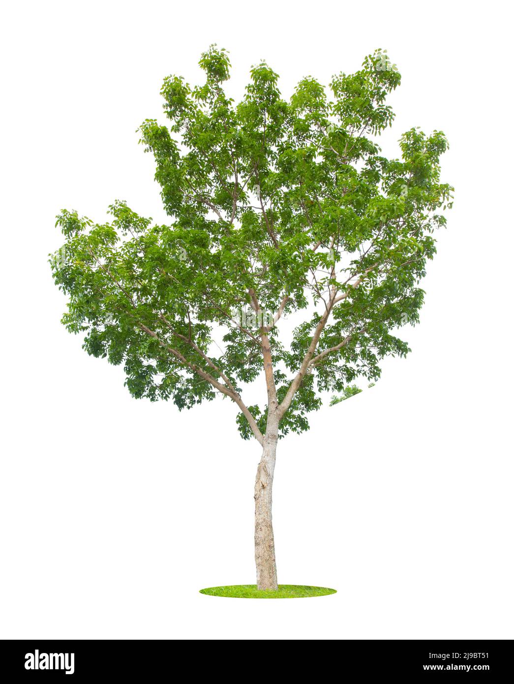 The Single Tree isolated on white background, With Clipping path Stock ...