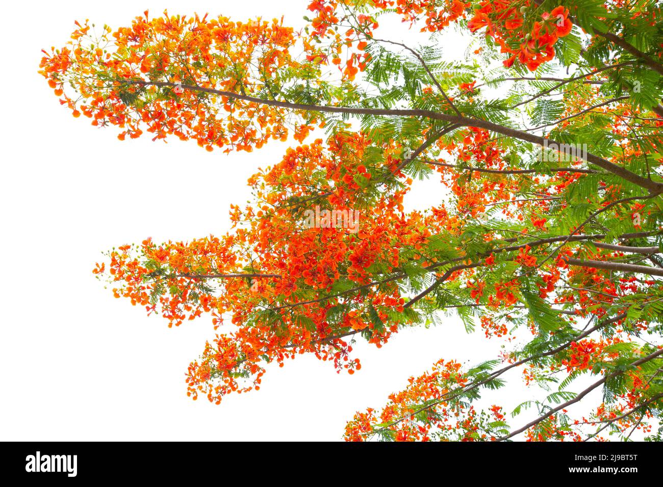 The Branch of Flam boyant tree or Flame tree or Royal Poinciana tree ...