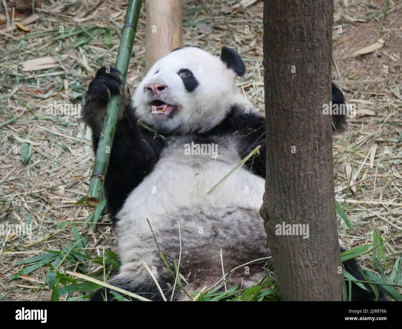 Giant Panda eating bamboo shoots and leaves. The giant panda ...