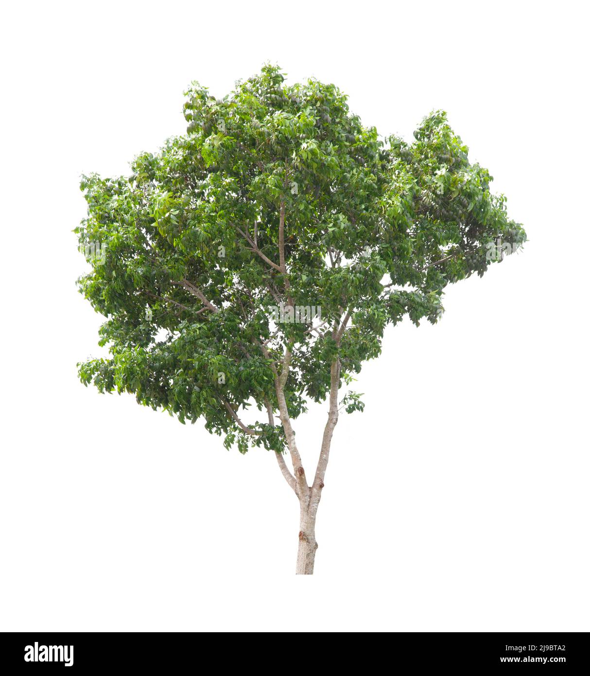 The Single Tree isolated on white background, With Clipping path Stock ...