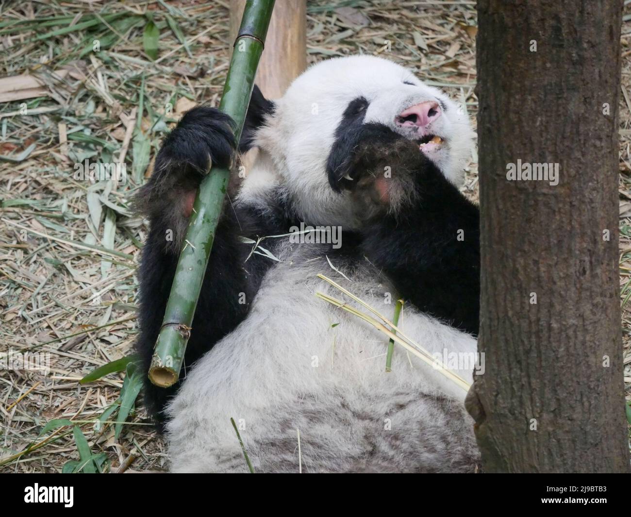 Giant Panda eating bamboo shoots and leaves. The giant panda ...
