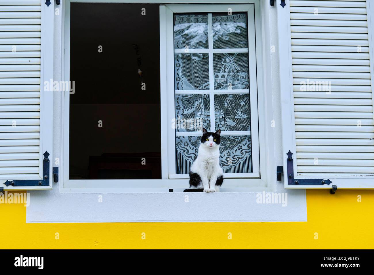 France, Morbihan, Belle-Ile-en-mer, Sauzon, cat Stock Photo - Alamy