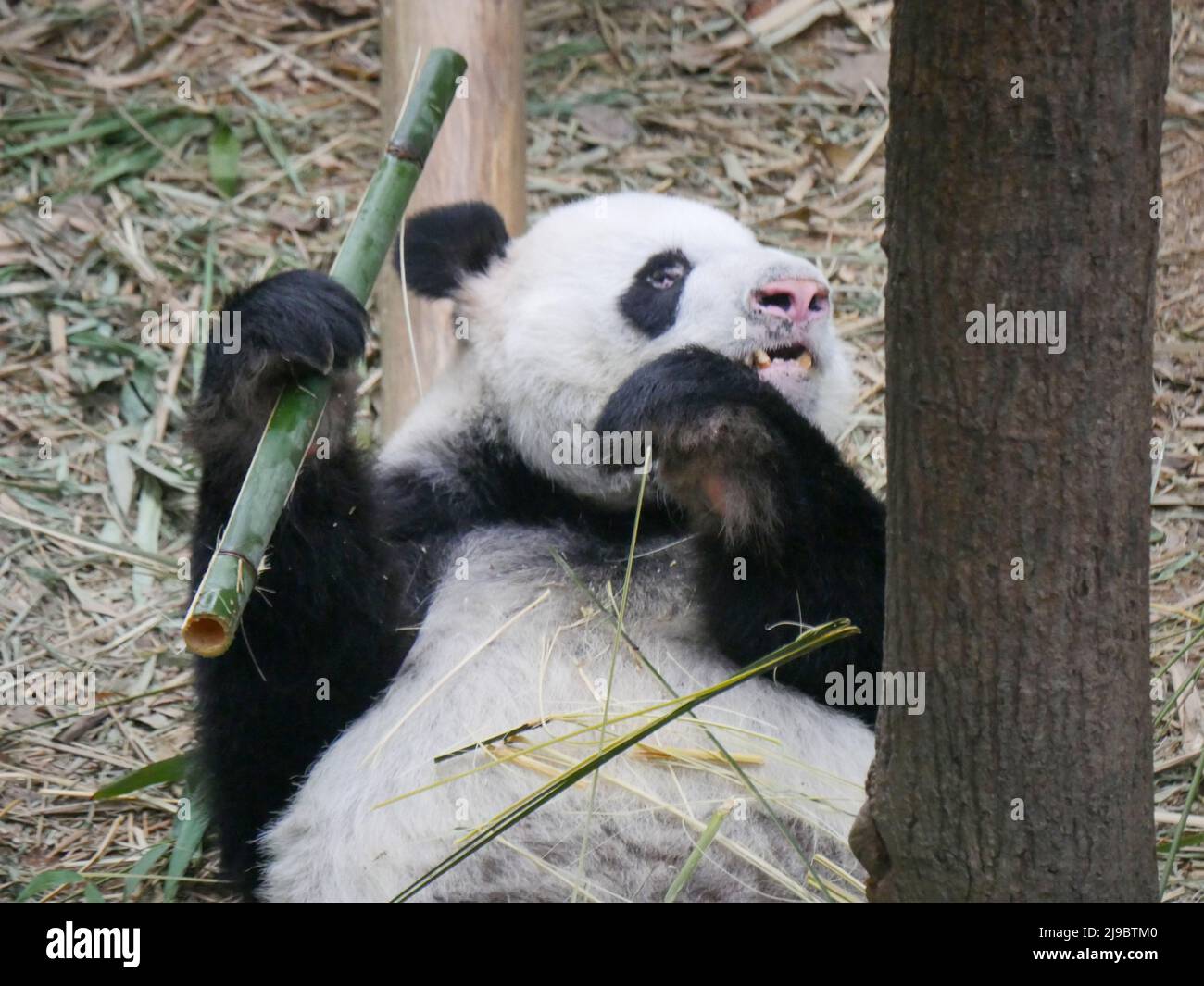 Giant Panda eating bamboo shoots and leaves. The giant panda ...