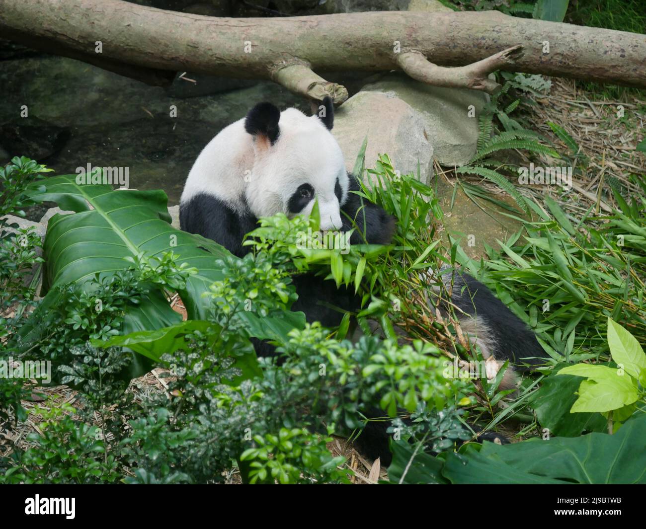 Giant Panda eating bamboo shoots and leaves. The giant panda ...