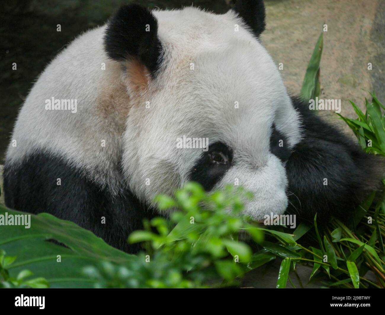 Giant Panda eating bamboo shoots and leaves. The giant panda ...