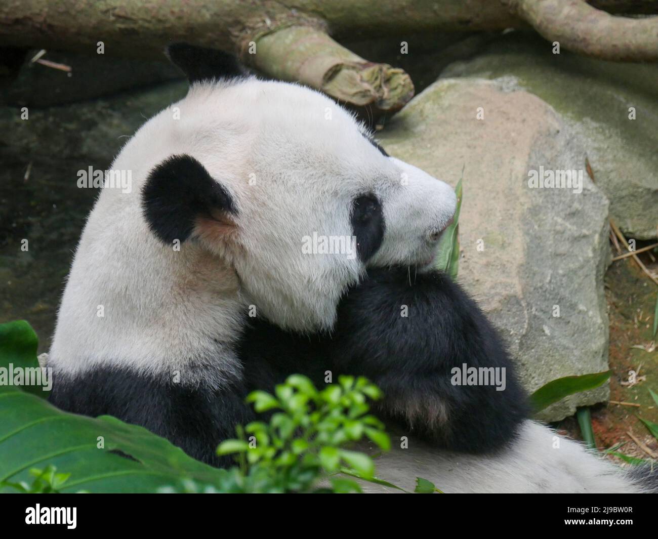 Giant Panda eating bamboo shoots and leaves. The giant panda ...