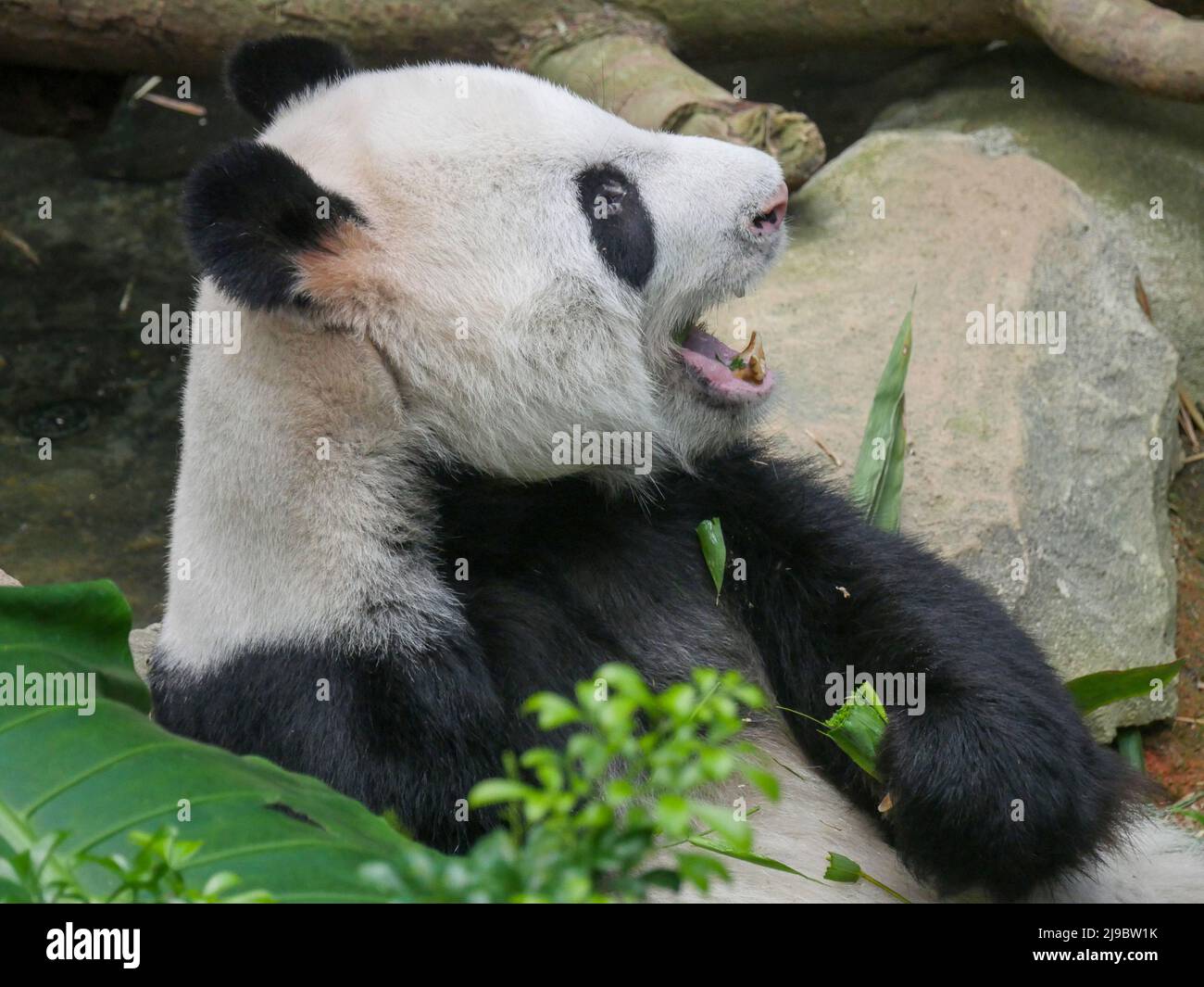 Giant Panda eating bamboo shoots and leaves. The giant panda ...