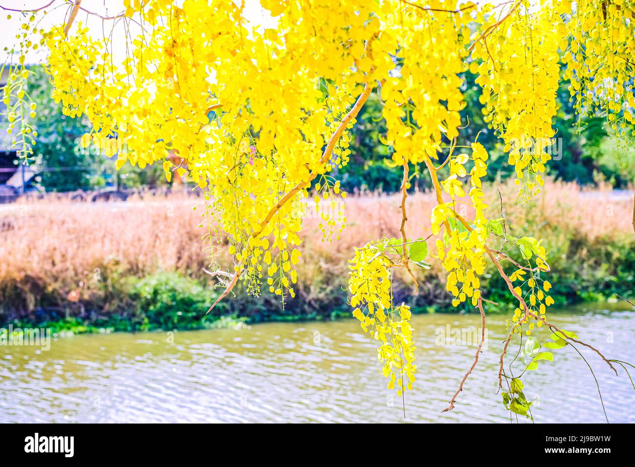 Yellow flowers in bloom. Beautiful bouquet with tropical flowers and ...