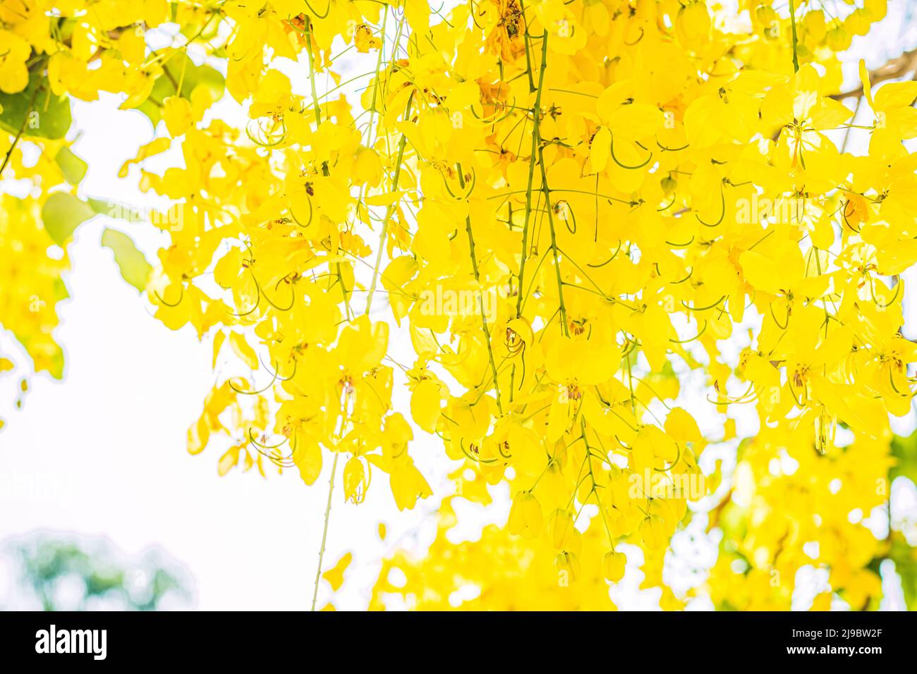 Yellow flowers in bloom. Beautiful bouquet with tropical flowers and ...