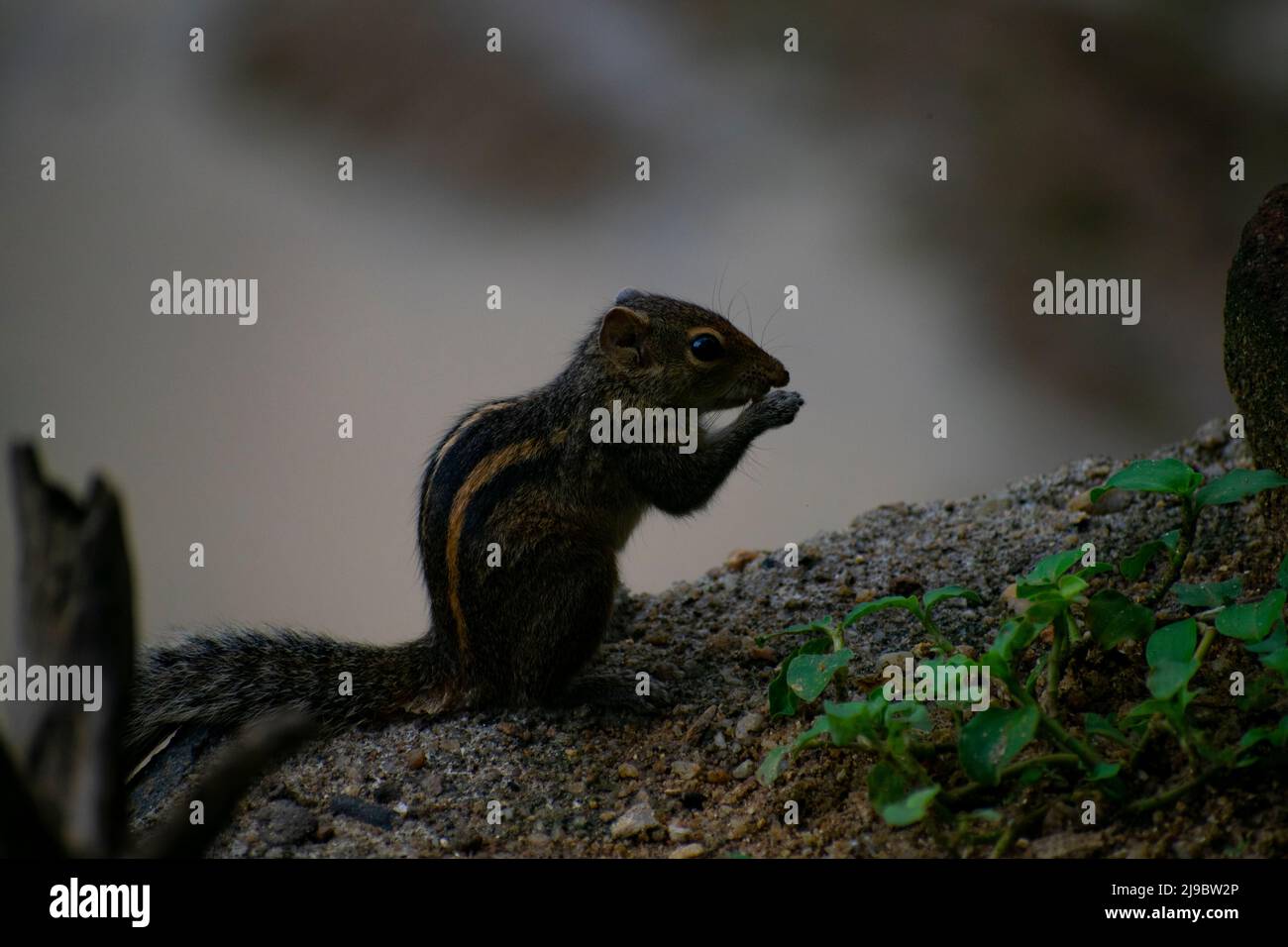 Indian palm squirrel in sir Lankan forest Stock Photo - Alamy