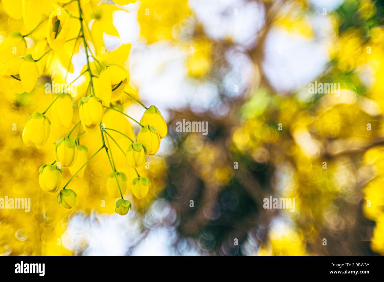 Yellow flowers in bloom. Beautiful bouquet with tropical flowers and ...