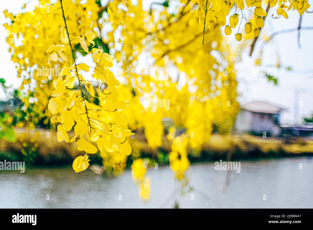 Yellow flowers in bloom. Beautiful bouquet with tropical flowers and ...