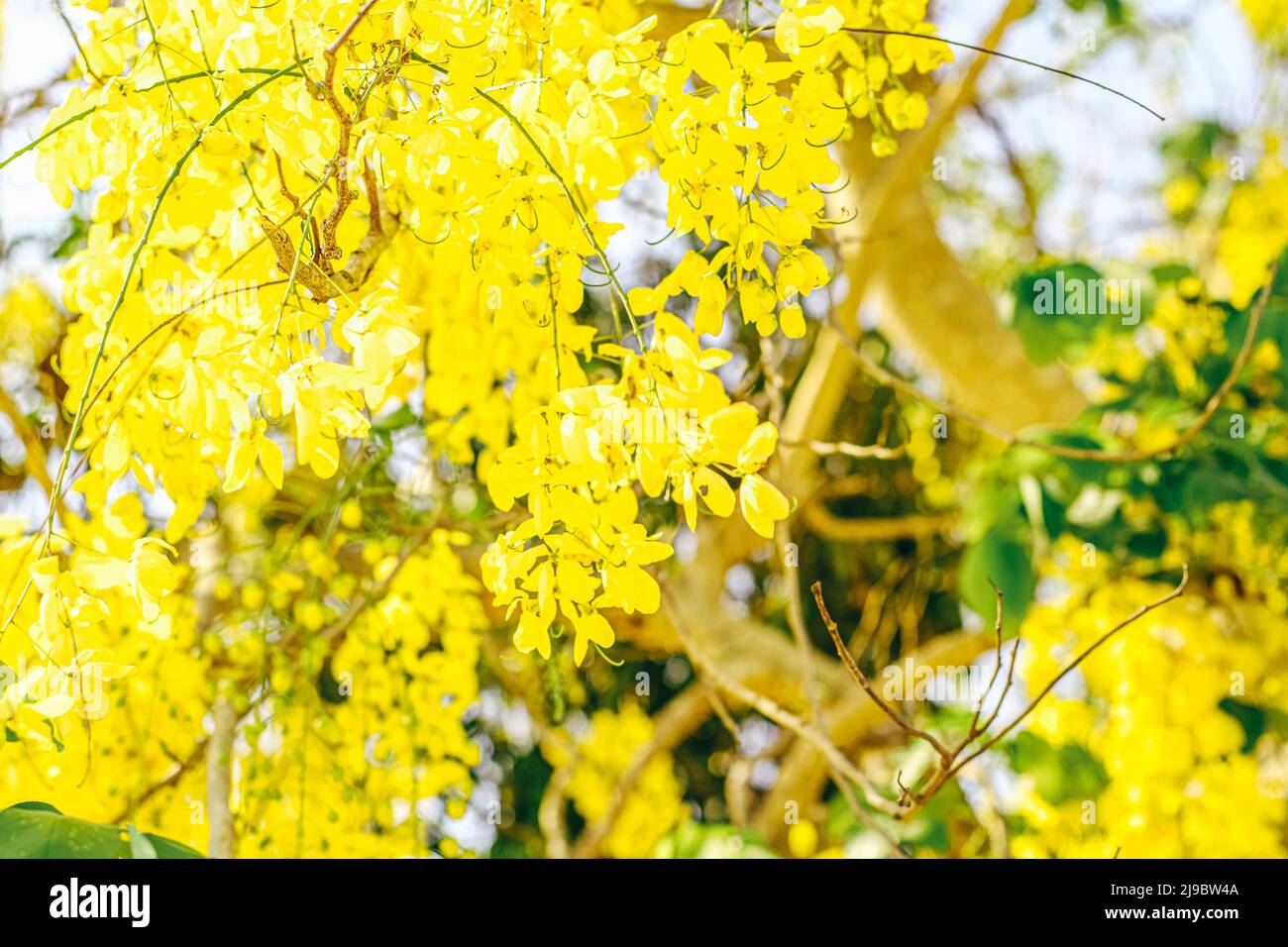Yellow flowers in bloom. Beautiful bouquet with tropical flowers and ...