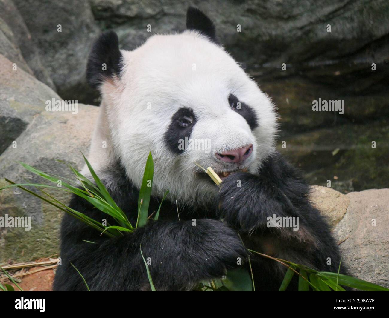Giant Panda eating bamboo shoots and leaves. The giant panda ...