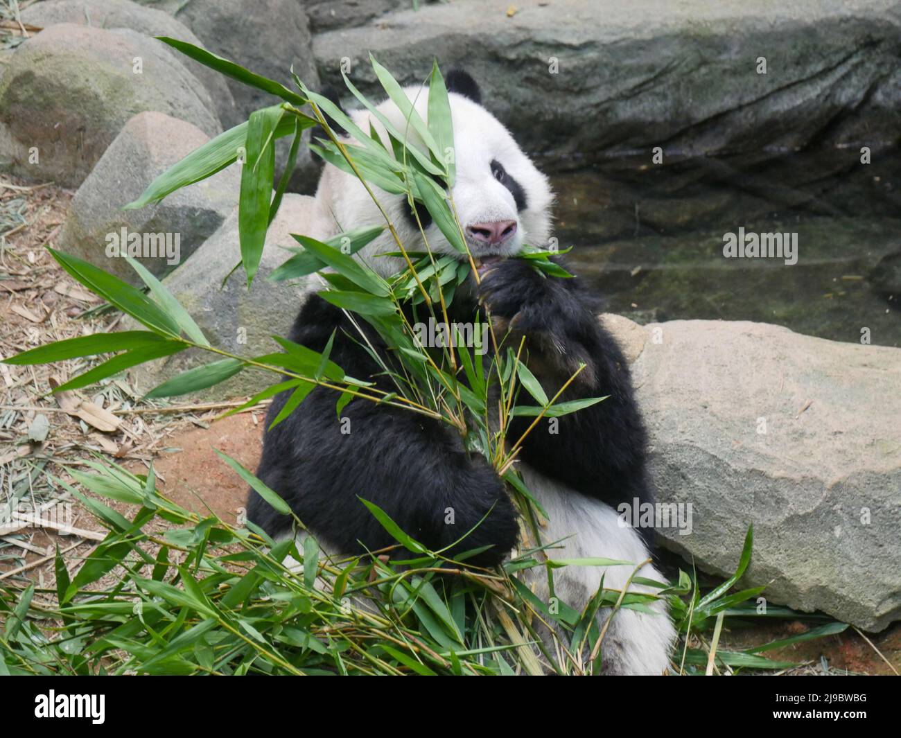 Giant Panda eating bamboo shoots and leaves. The giant panda ...