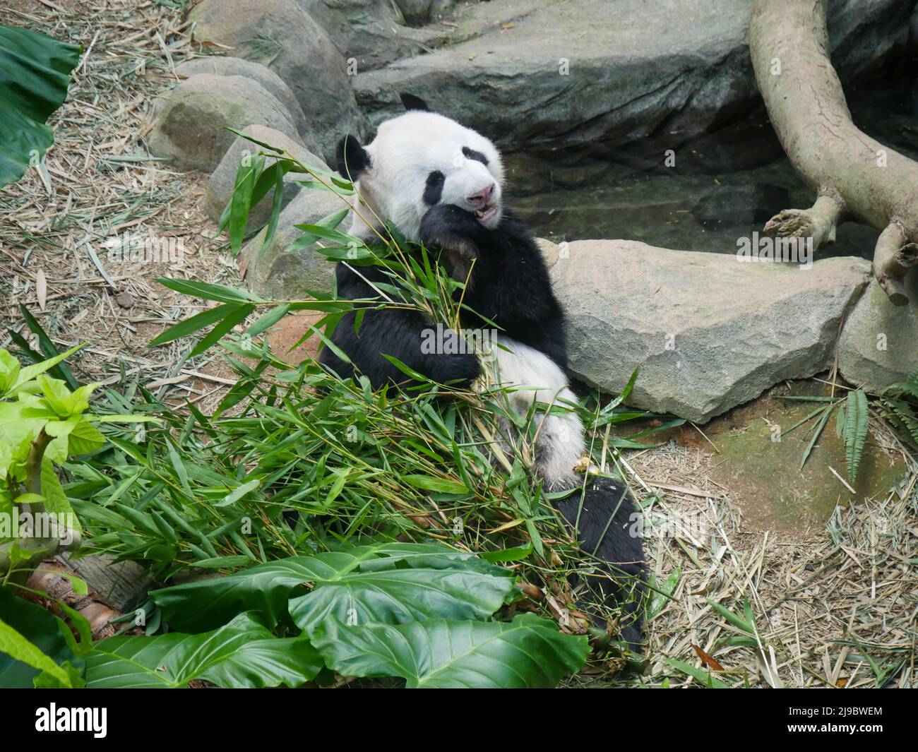 Giant Panda eating bamboo shoots and leaves. The giant panda ...