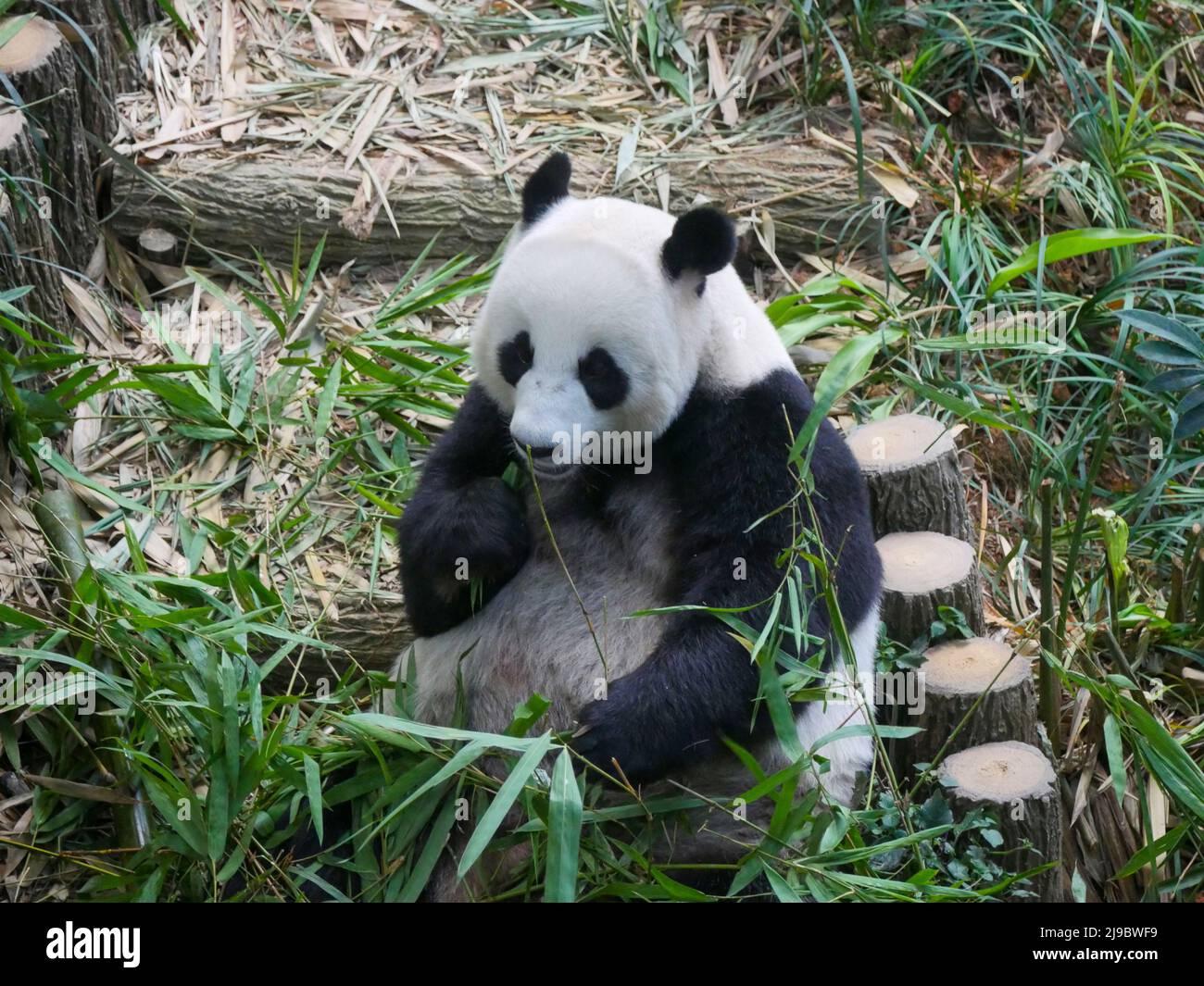 Giant Panda eating bamboo shoots and leaves. The giant panda ...