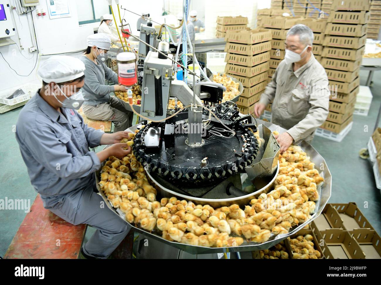 Usa chicken processing hi-res stock photography and images - Alamy