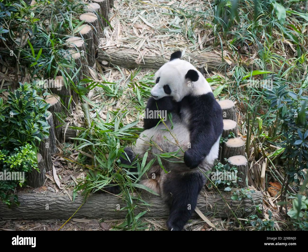 Giant Panda eating bamboo shoots and leaves. The giant panda ...