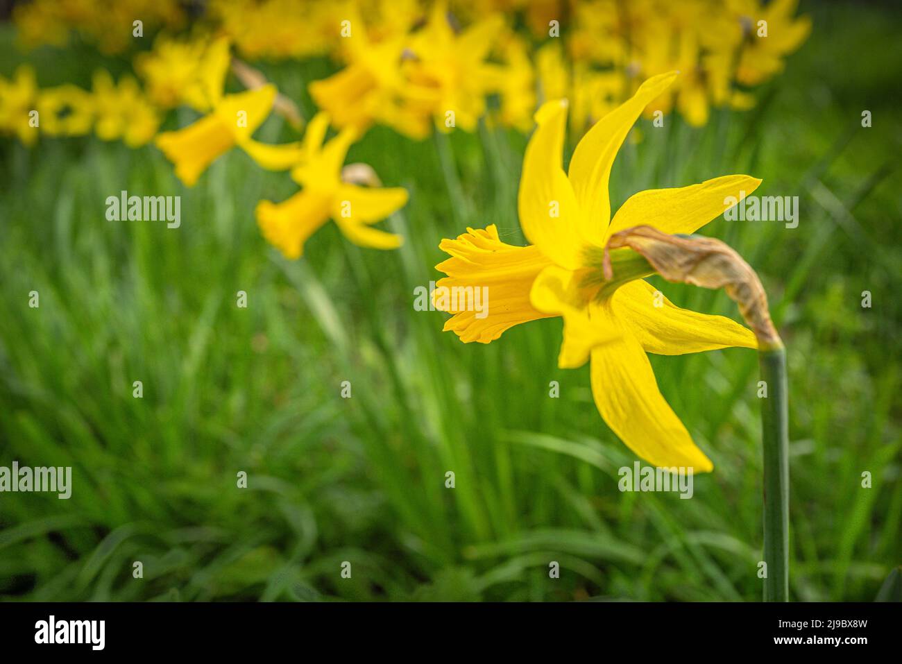 Daffodils signal that Spring has arrived Stock Photo - Alamy
