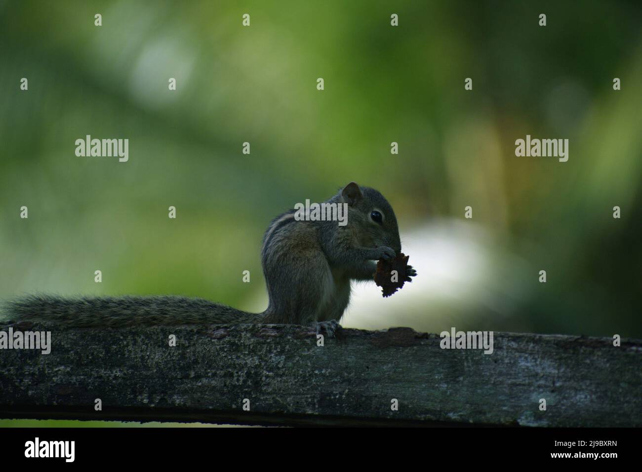 Indian palm squirrels hi-res stock photography and images - Alamy