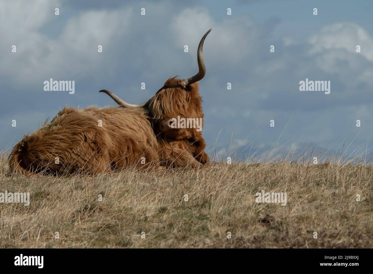 Cow Highland (Bos taurus), Duart Bay, Mull, Inner Hebrides Stock Photo ...