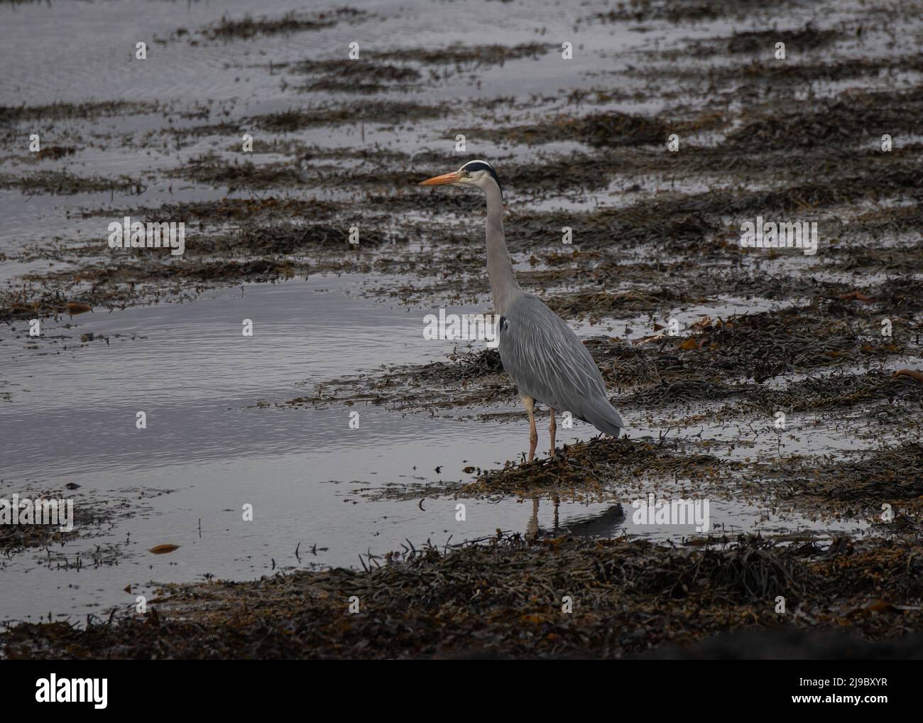 Mull bird photography hi-res stock photography and images - Alamy