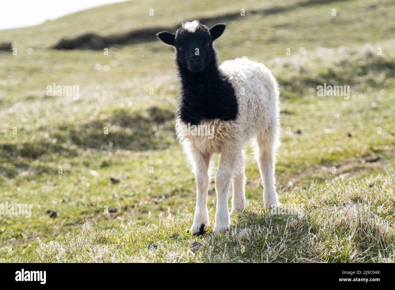 Black white lamb hi-res stock photography and images - Alamy