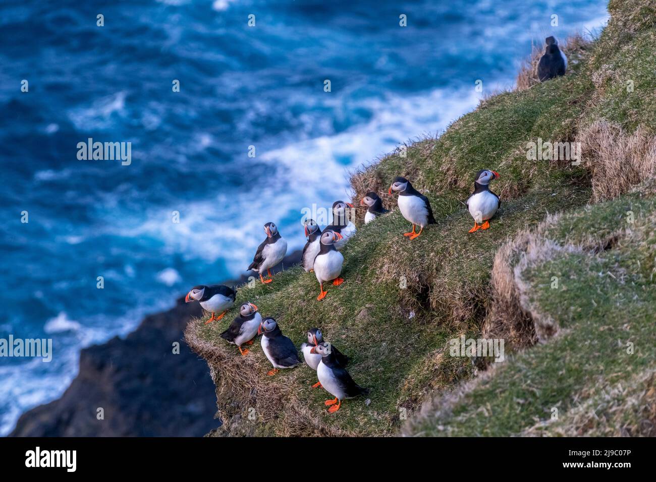Puffins during mating season on the edge of a cliff in Mykines in Faroe ...