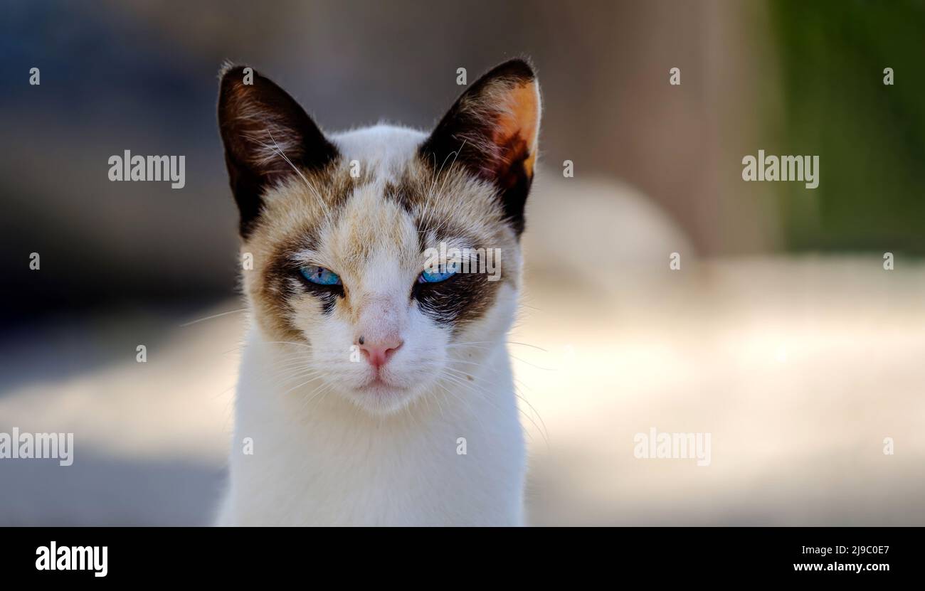 cat portrait defiantly squinting look with blue eyes, isolated, blurred ...