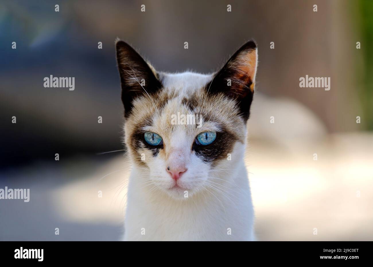 cat portrait defiantly squinting look with blue eyes, isolated, blurred ...