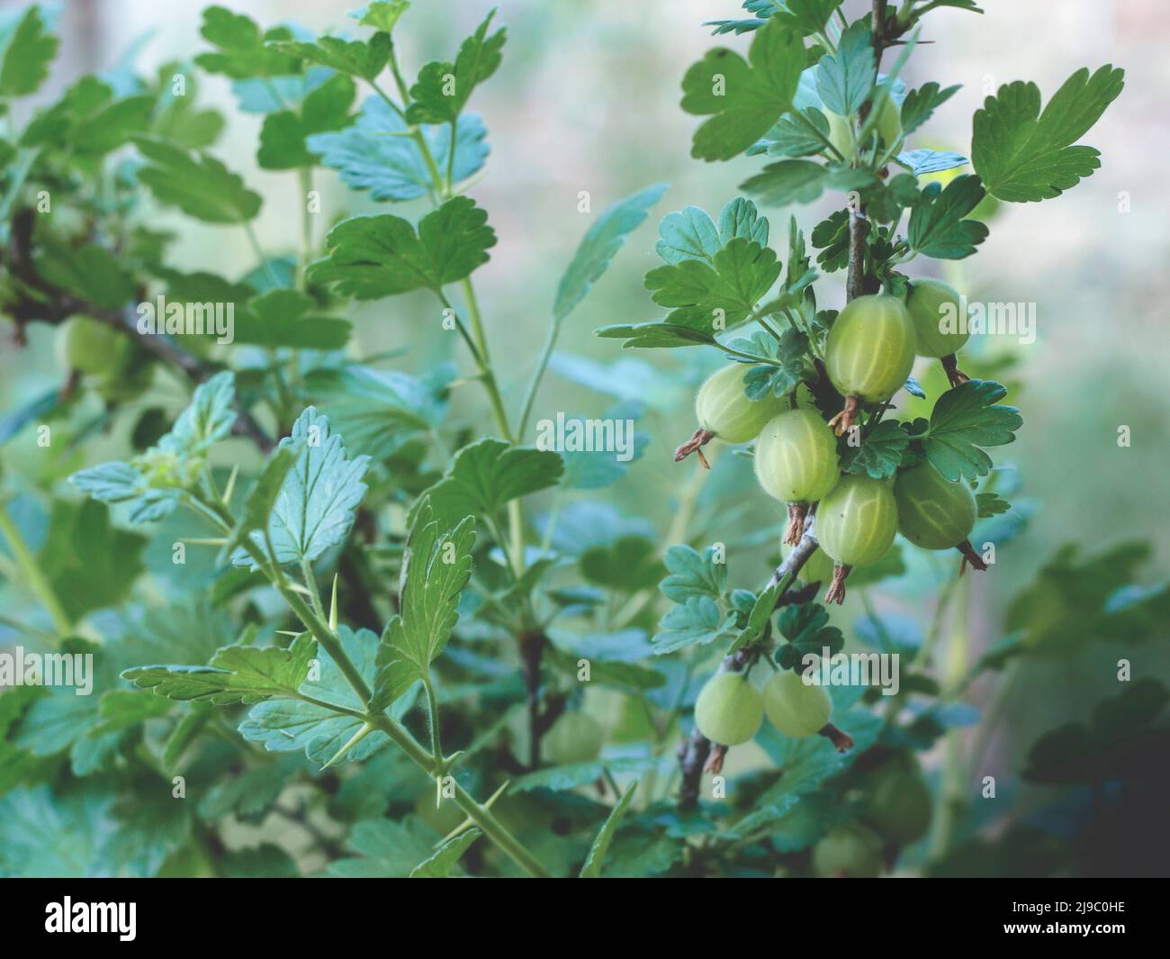 European gooseberry hi-res stock photography and images - Alamy