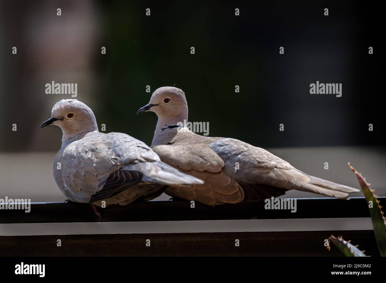 pair of doves during courtship synchronized pigeon Stock Photo - Alamy