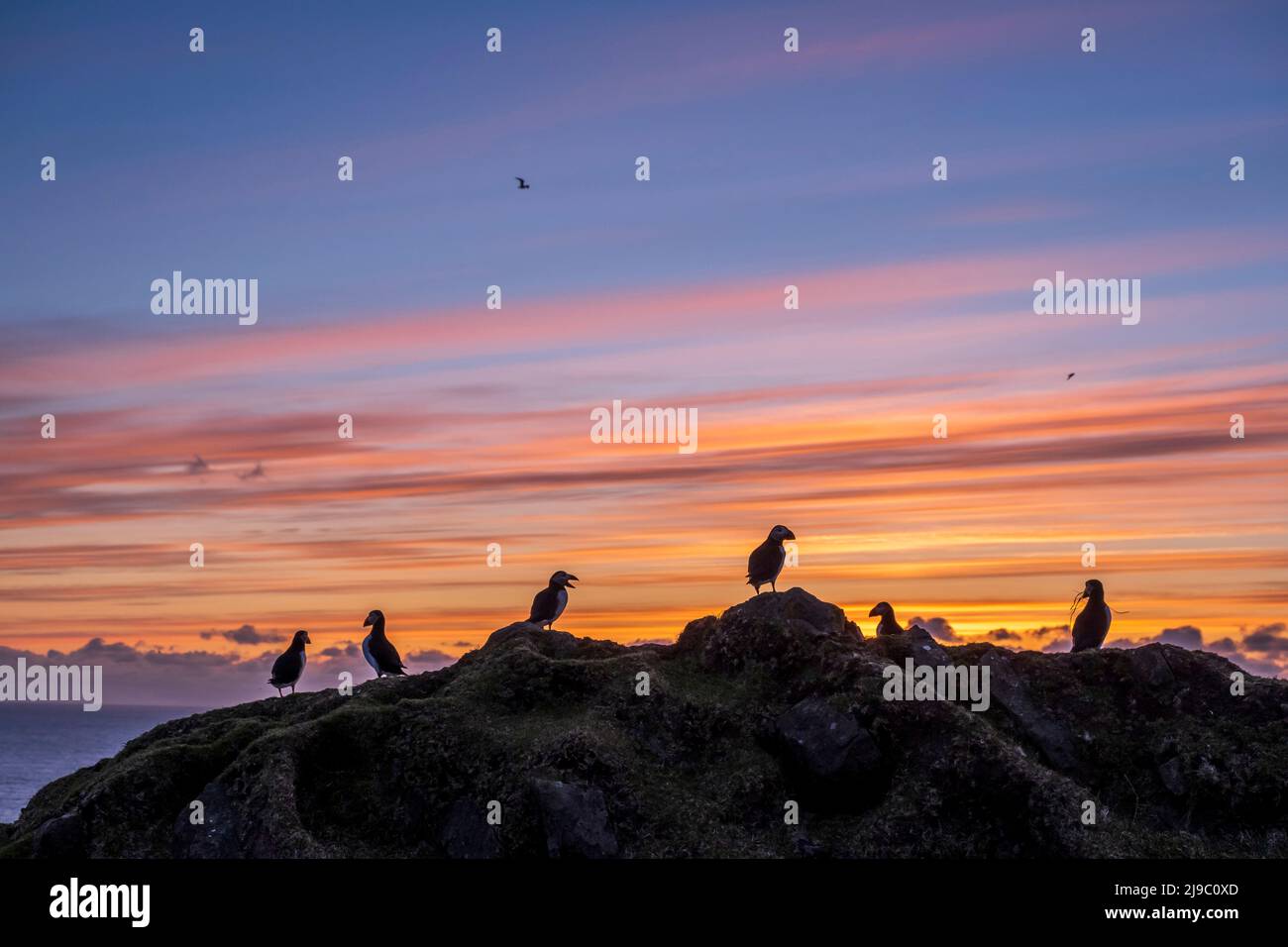 Puffins enjoying the sunset during the mating season on Mykines island ...