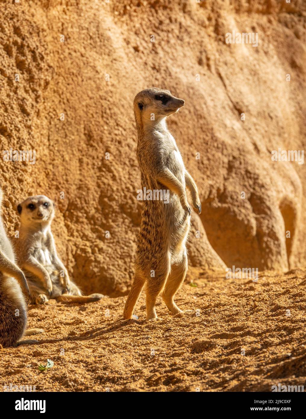 Alert meerkat Suricata suricatta standing, Africa curious gesture Stock ...