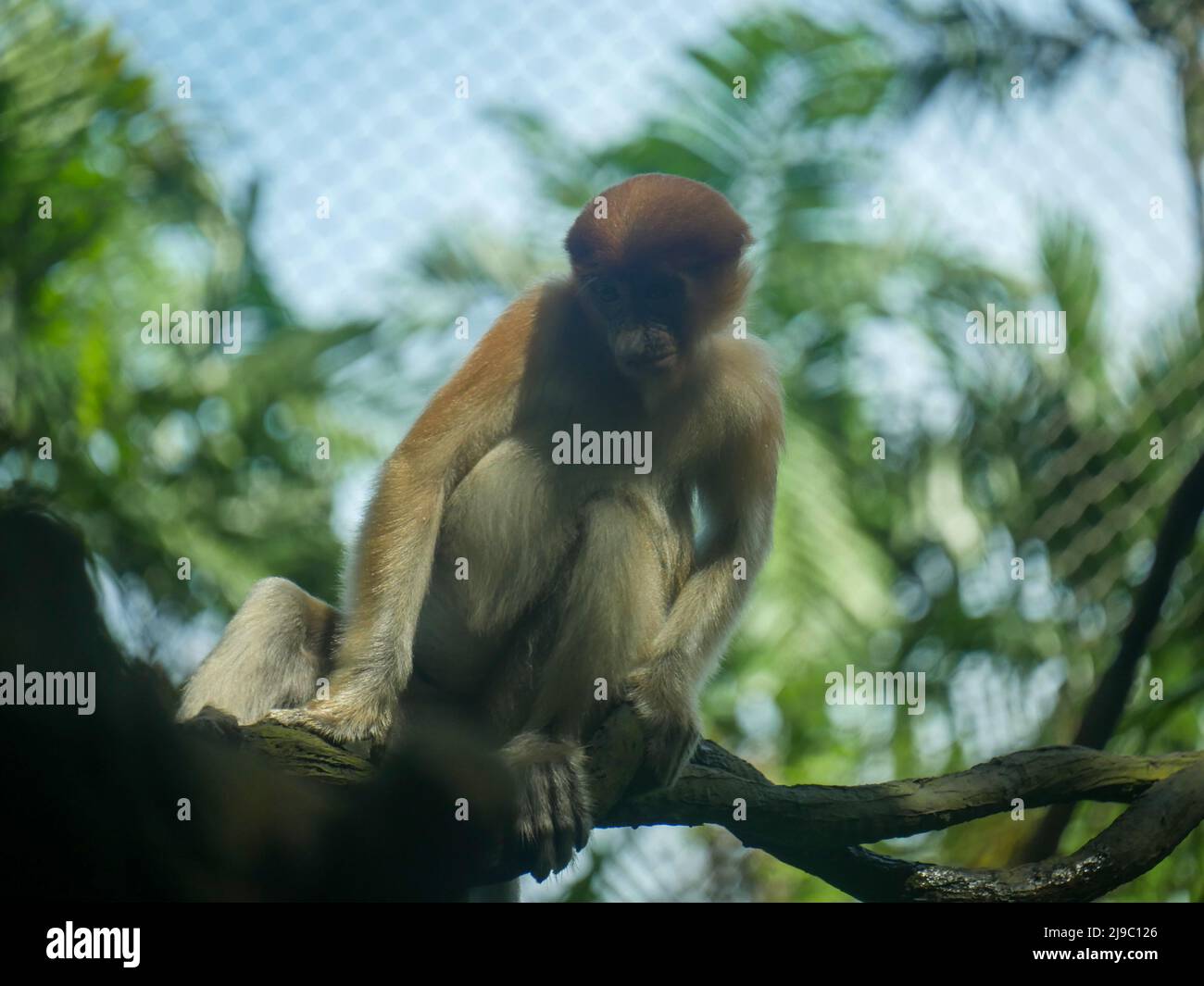Big nose monkey hi-res stock photography and images - Alamy