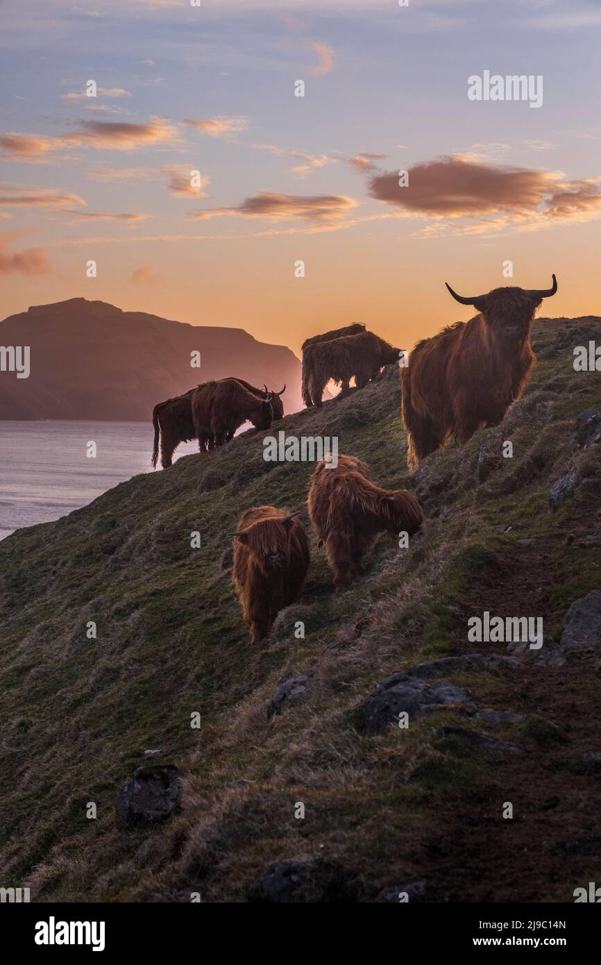 These rustic cattle with their shaggy red coats and long horns graze ...