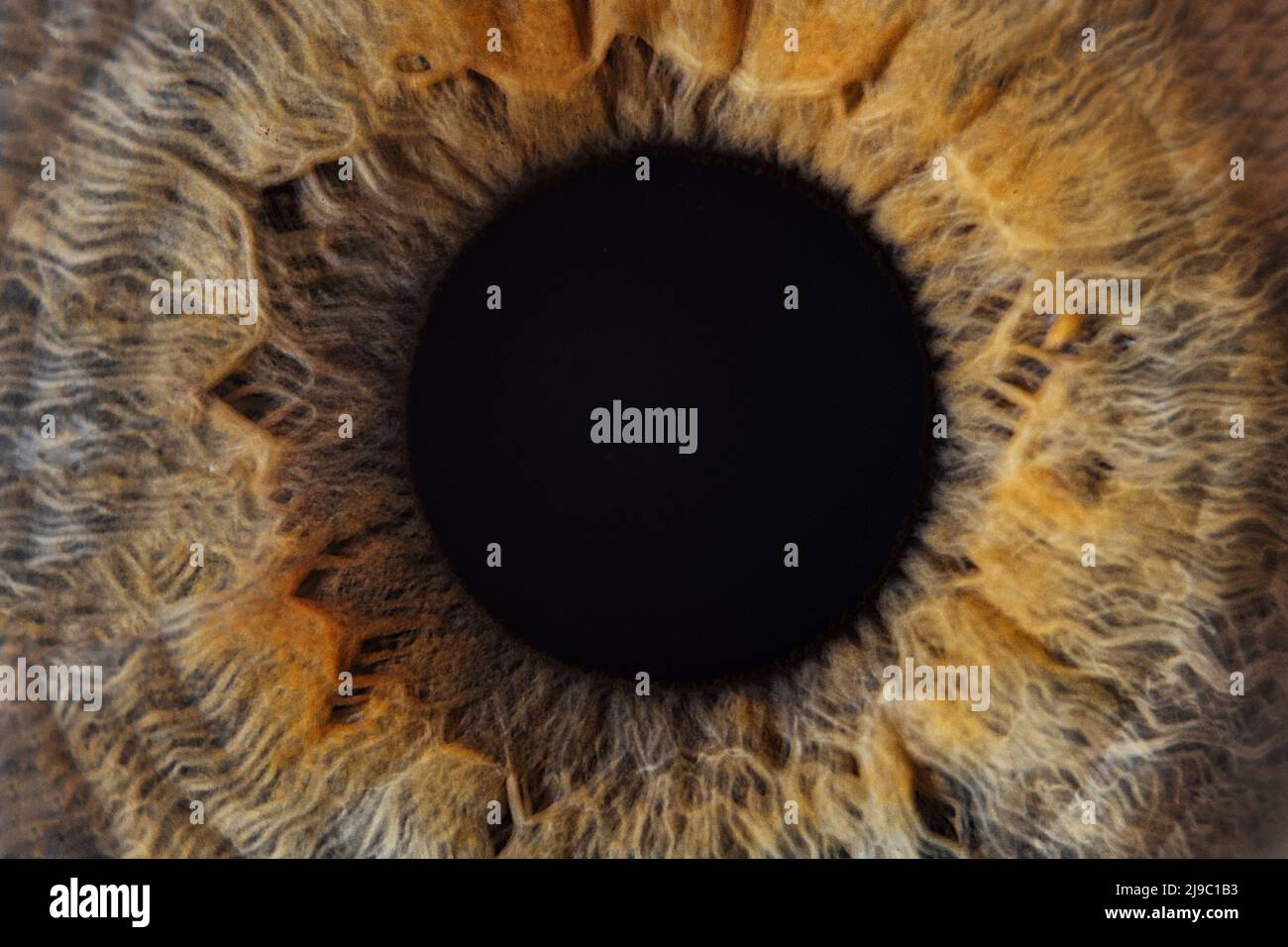 extreme blue eye macro shottexture background. Macro photo of human eye looking. close-up detail ...