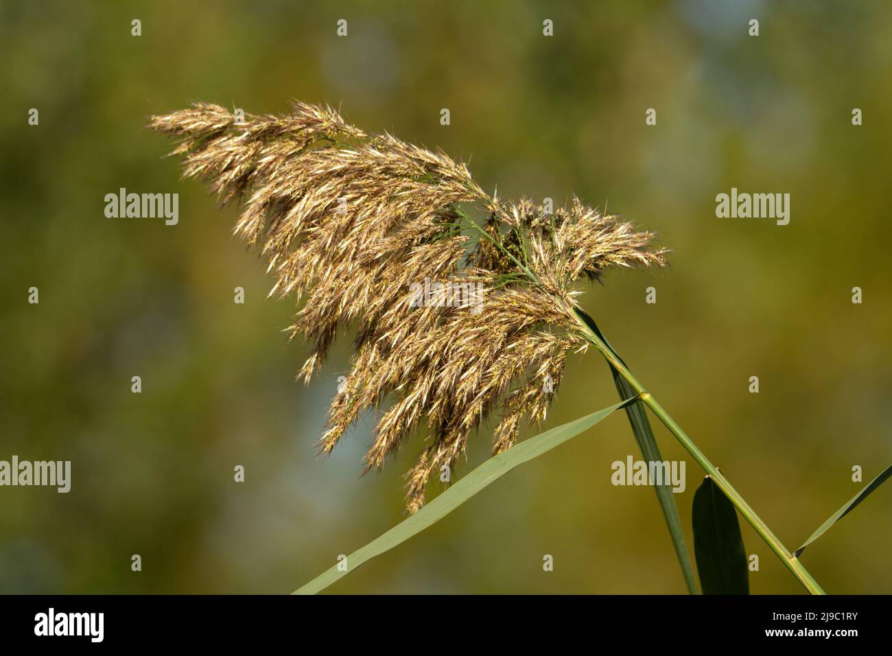 single marsh sedge plant flowering against a natural green background ...