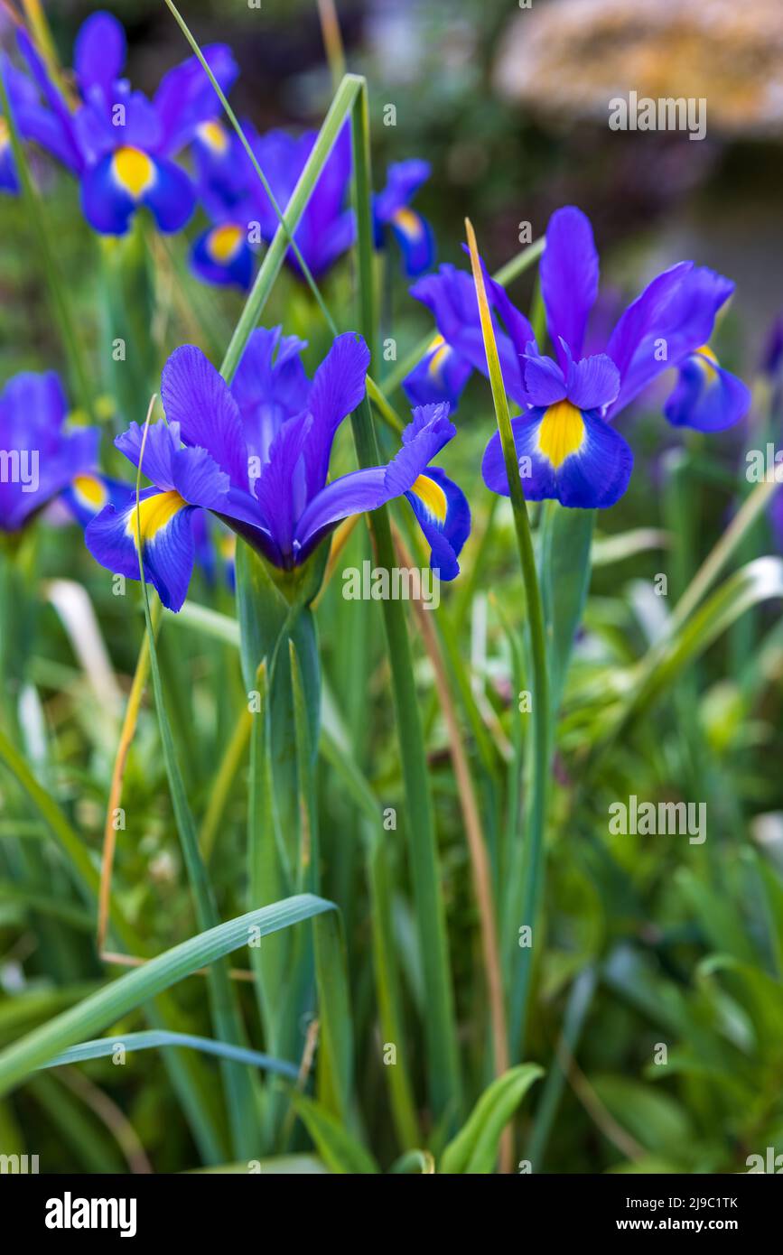 Clump forming iris hi-res stock photography and images - Alamy