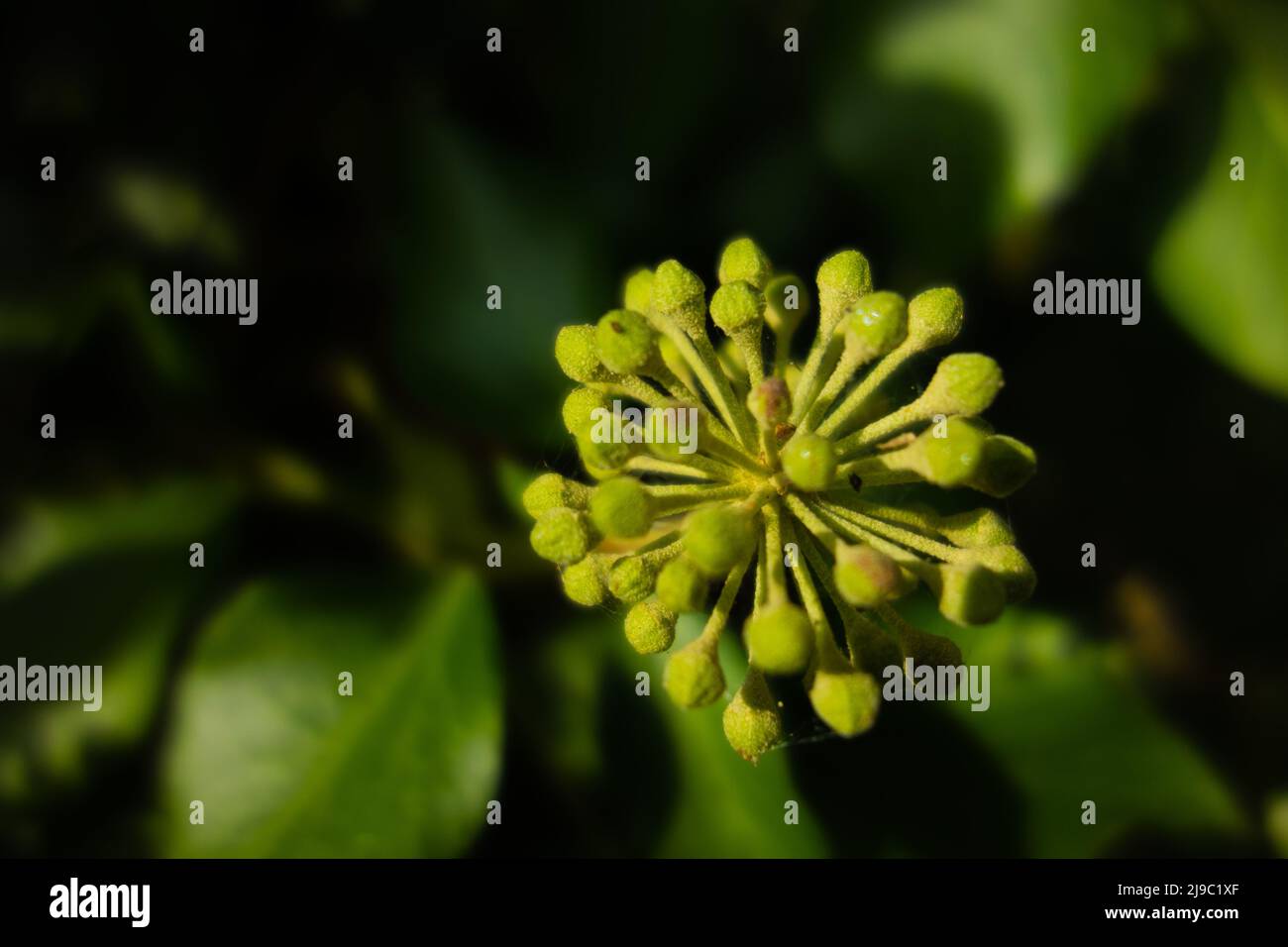 single wild flower isolated on a natural green shadow background Stock ...